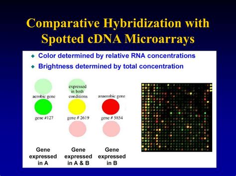 ppt introduction to dna microarrays powerpoint presentation free