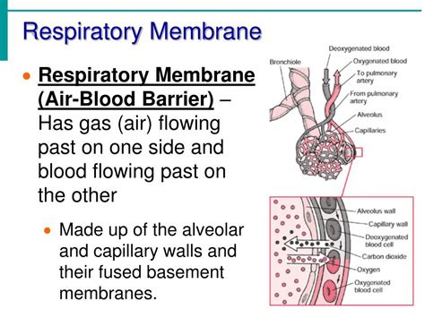Ppt Chapter 13 – Part 2 The Respiratory System Powerpoint