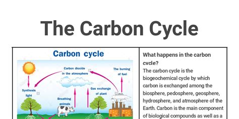 The Carbon Cycle By Anthony Le Infogram