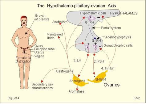 Hpo Axis Gonadotropin Releasing Hormone Hormones Portal System