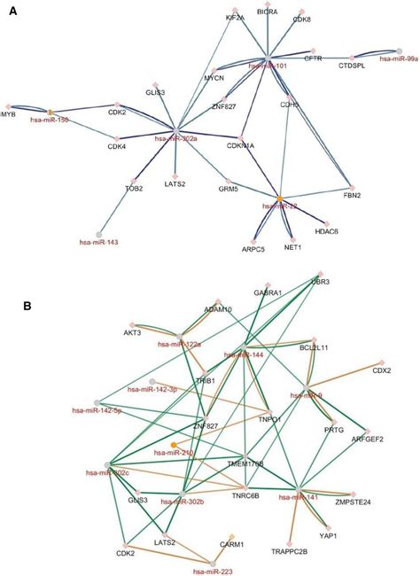 Mirna Target Gene Networks Mirna Gene Networks Were Built Using