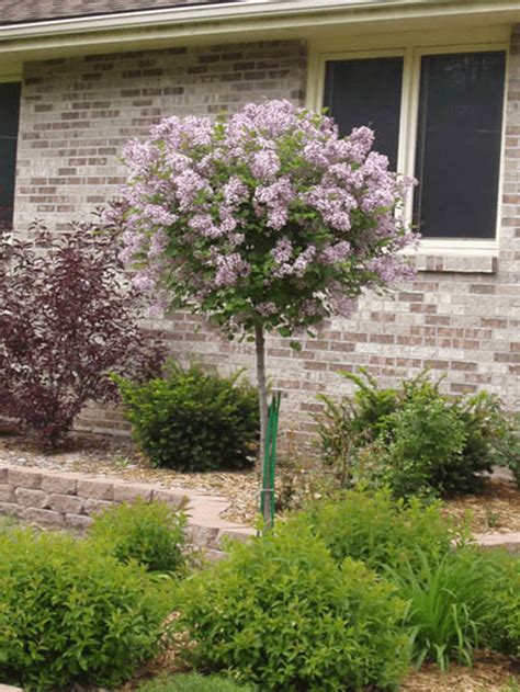 Dwarf Korean Lilac Topgraft Jeffries Nurseries