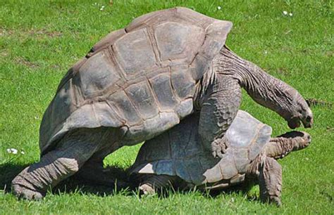 reproduction development the snapping turtle resource