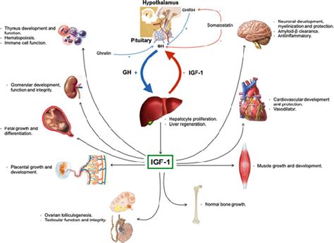 Model Of Gh Igf 1 Axis And Its Target Organs Negative Feedback