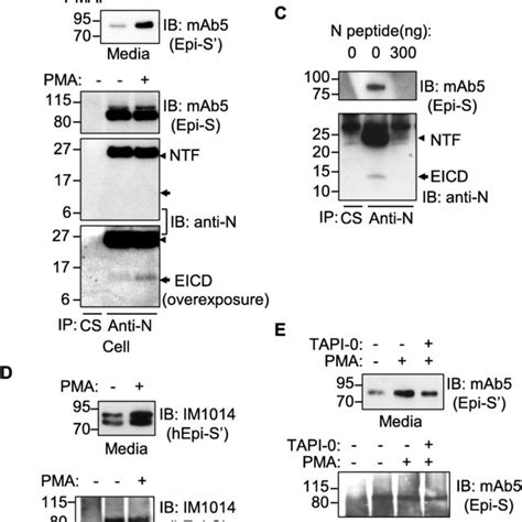 Ectodomain Shedding Induced The Generation Of The Epithin Prss14