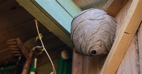 How To Get Rid Of Wasp Nests Drive Bye Pest Exterminators
