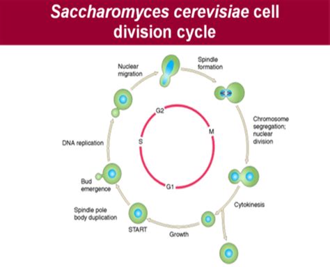 The Budding Yeast Saccharomyces Cerevisiae Begins Cellular Division