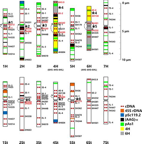 Idiogram For Chromosomes In Material Dy Of E Sibiricus Showing The