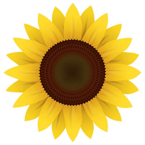 Sunflower Vector Png