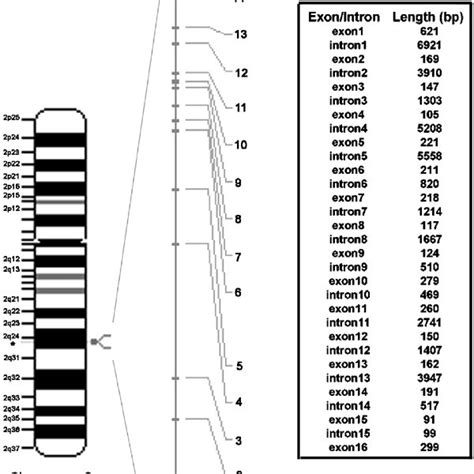 Structure Of The Mda 5 Genomic Locus A Schematic Representation Of The