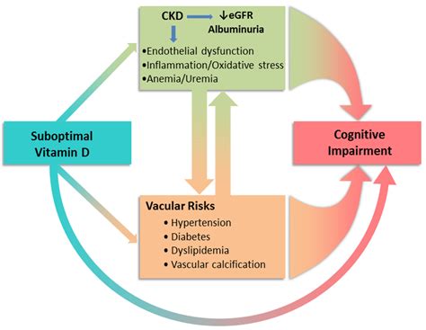 Nutrients Free Full Text Role Of Vitamin D In Cognitive Function In