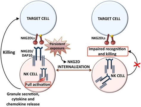 Ijms Free Full Text Regulation Of Nkg2d Dependent Nk Cell Functions
