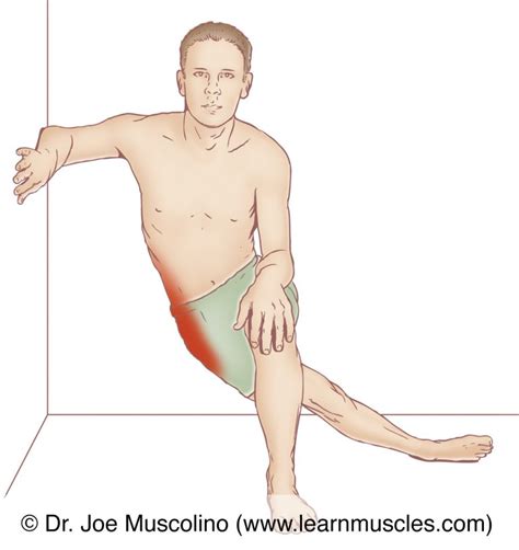Tensor Fasciae Latae Tfl Stretching Learn Muscles
