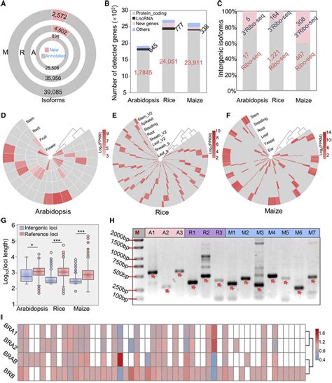 A Comprehensive Translatome Annotation Of Plant Functional Genomes A