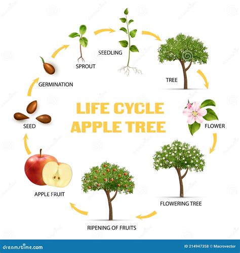 Conjunto Infográfico Do Ciclo De Vida Da Maçã Ilustração Do Vetor