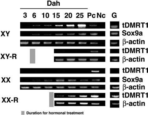 Sexual Dimorphic Expression Of Dmrt1 And Sox9a During Gonadal