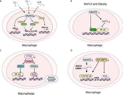 Frontiers The Regulation And Potential Roles Of M6a Modifications In