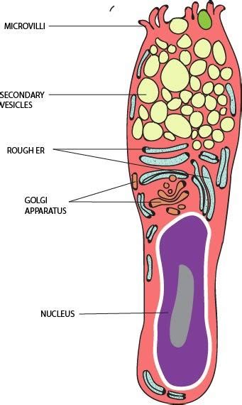 What Is The Function Of A Goblet Cell