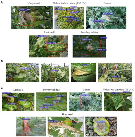 Frontiers Improving Accuracy Of Tomato Plant Disease Diagnosis Based
