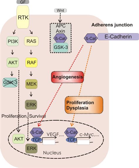 Regulation Of Cell Adhesion By Ras Mapk Ras Pi3k Akt And β Catenin