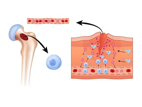 Mesenchymal Stem Cells Transform Your Health Sc21 Medical