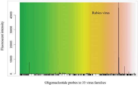 microarray identification of rabies virus rna prepared from a brain