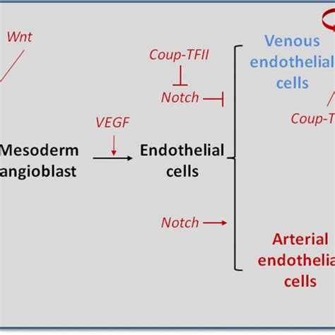 Cardiovascular Cell Lineage Schematic Representation