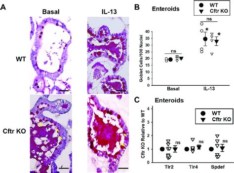 Goblet Cell Hyperplasia And Intestinal Inflammation Are Normalized In