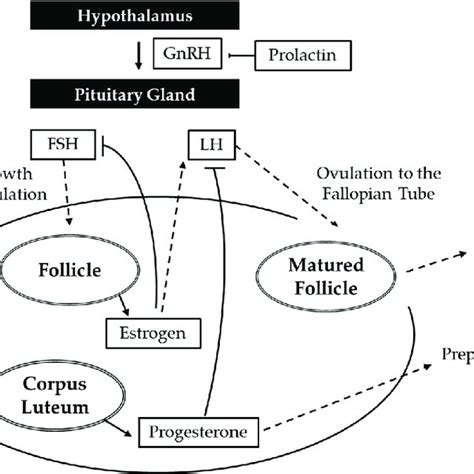 Female Sex Hormone Formation Gnrh Secreted From The Hypothalamus