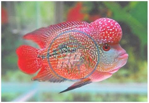 Cara Budidaya Ikan Louhan Aquatique Poer