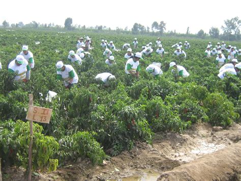 Más De 2 Mil Hectáreas De Productos De Agroexportación Sembró Pomalca