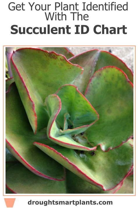 A Plant With The Title Get Your Plant Identified With The Succulent Id