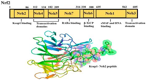 Nrf2 Signaling Pathway Encyclopedia Mdpi