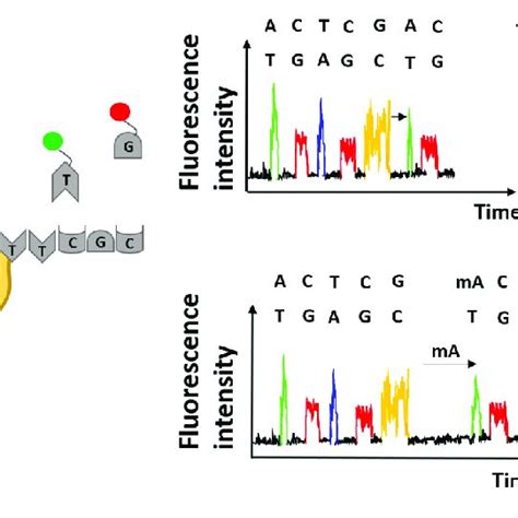 Schematic Representation Of A Nanopore Detecting Ionic Current Of A