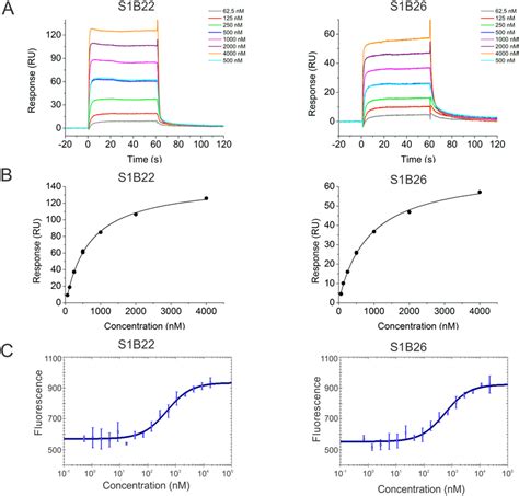 determination of binding affinity of selected s1b variants to