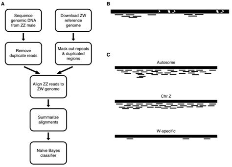 A Novel Method Of Identifying W Specific Contigs A The Steps In Our