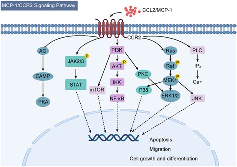 Schematic Diagram Of The Mcp 1 Ccl2 Ccr2 Axis And Its Signaling