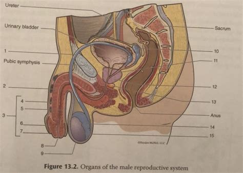 Male Reproductive System Labeled Quizlet Human Anatomy