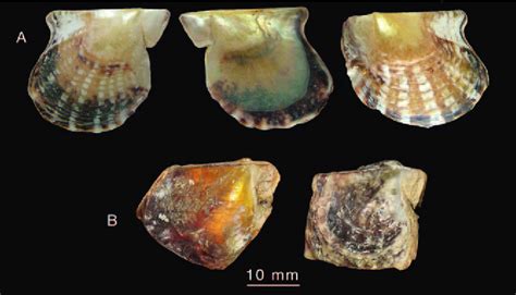 Pinctada Imbricata Imbricata Röding 1798 A Views Of The Shell From