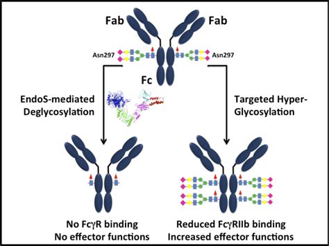 Antibody Effector Functions Emory School Of Medicine