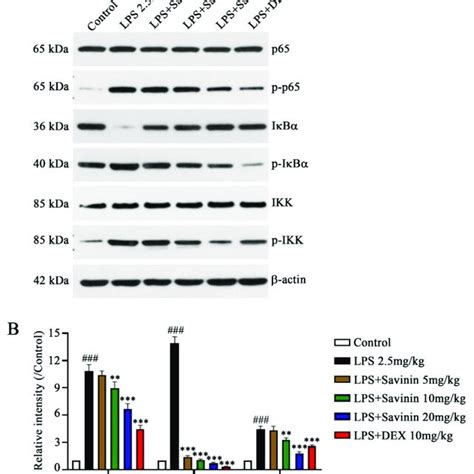Savinin Inhibited Lps Induced Activation Of Nf κb Signaling Pathway In