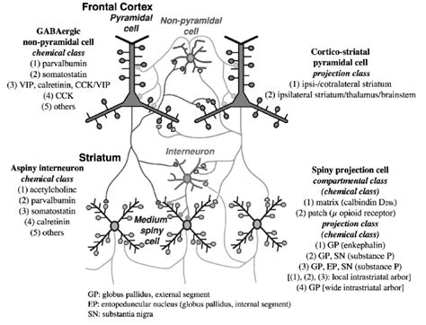 Major Neuronal Types In The Frontal Cortico Striatal System In The