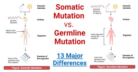 Somatic Mutation Vs Germline Mutation 13 Key Differences