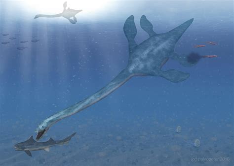 Elasmosaurus Profile The Prehistoric Marine Reptile Ocean Info