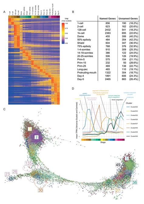 A High Resolution Mrna Expression Time Course Of Embryonic Development