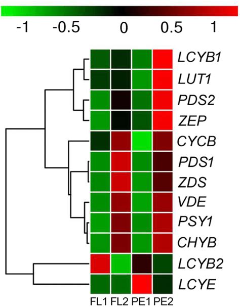 Heat Map Diagram Of Expression Levels For Carotenoid Biosynthetic