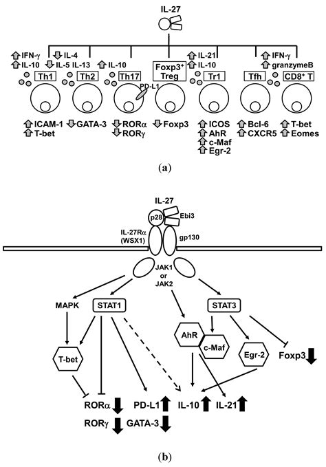 Ijms Free Full Text Interleukin 27 In T Cell Immunity