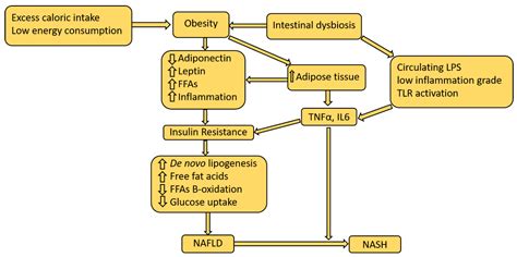Processes Free Full Text Non Alcoholic Fatty Liver Disease From