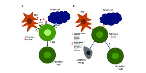 Tumor Cells And Antigen Presenting Cells Apcs Interact With