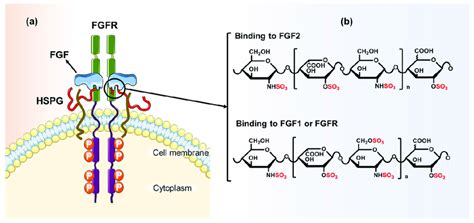 Schematic Diagram Of The Ternary Complex Of Fgf Hs Fgfr And The Key
